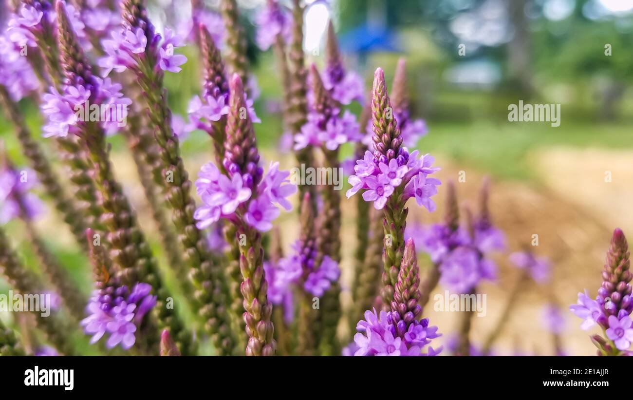 A close up shot shows stunning and bright lavender plants, growing in ...
