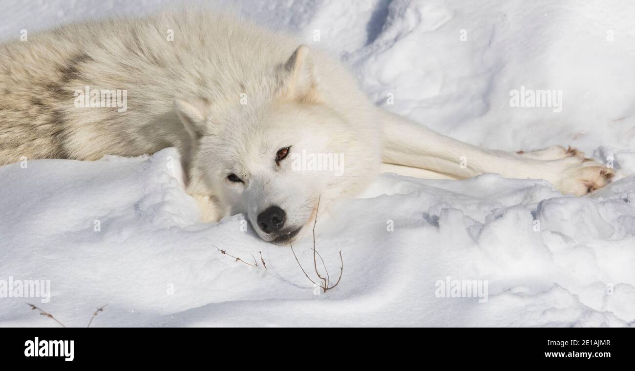 Alaskan Tundra Wolf Eating