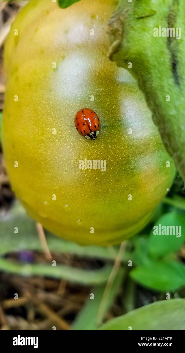 Nature depiction at its finest, in a macro shot of a ladybug crawling ...