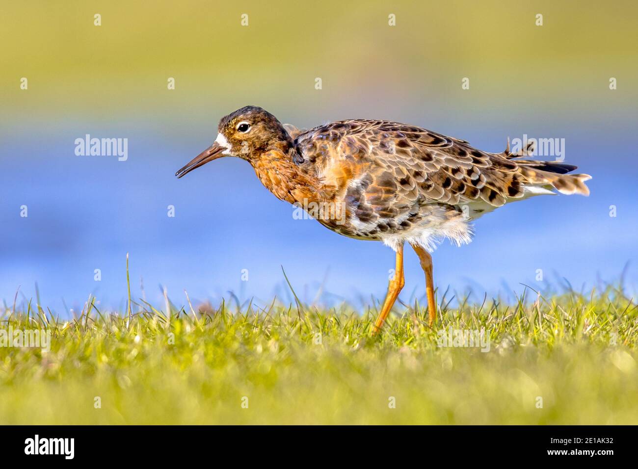 Ruff water bird (Philomachus pugnax) foraging in wetland grassland in ...