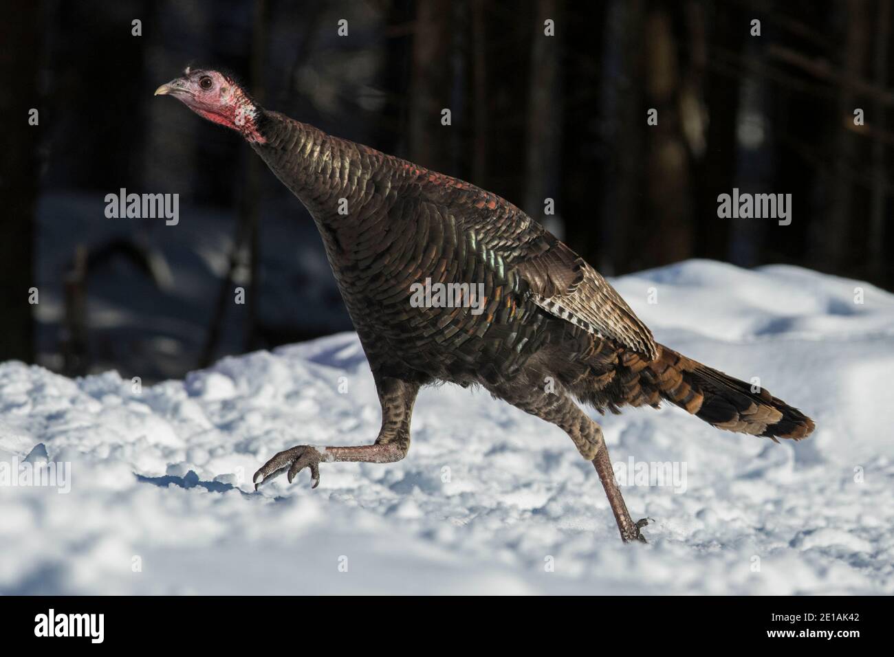 Quebec forest guide hi-res stock photography and images - Alamy