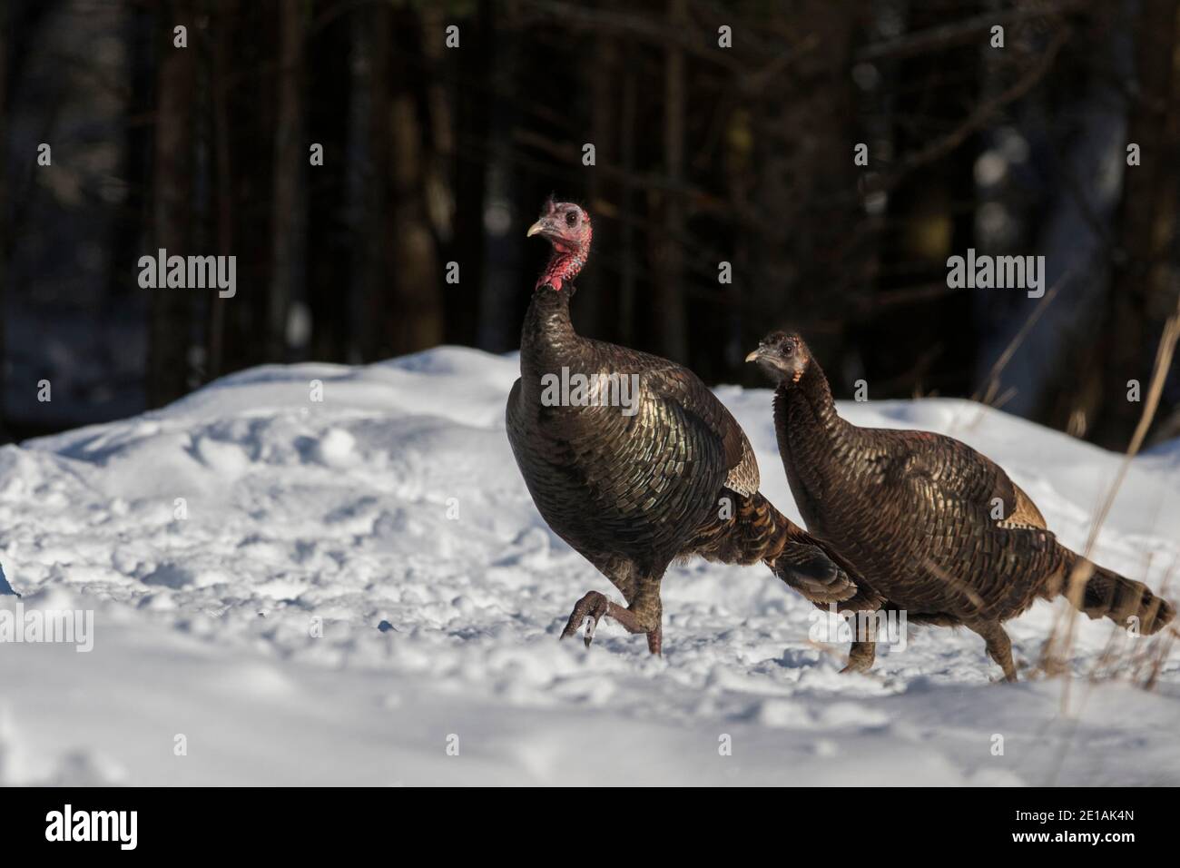 Quebec forest guide hi-res stock photography and images - Alamy