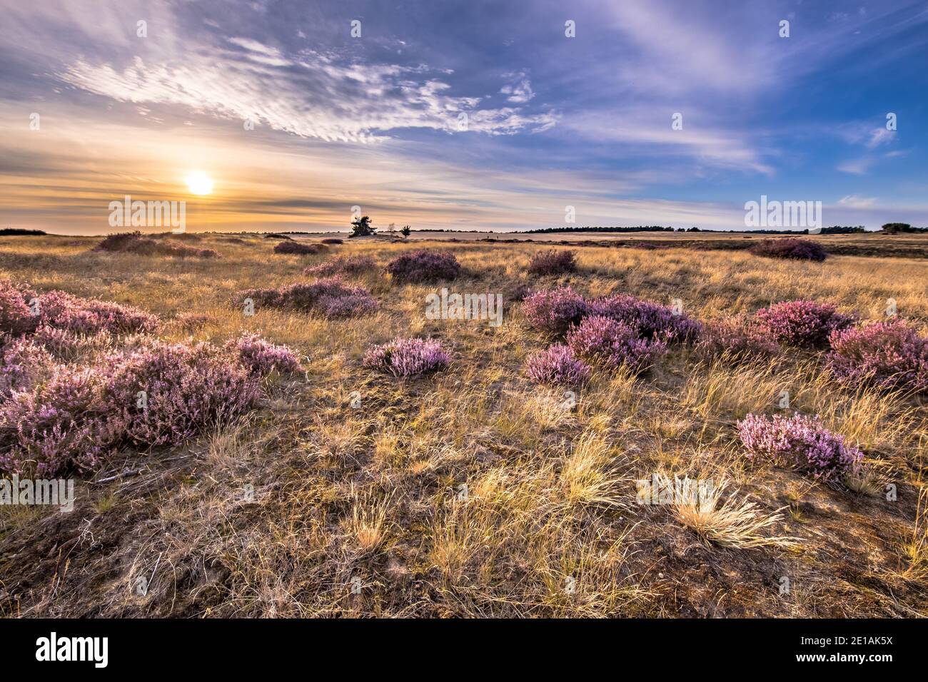 Soothing landscape scenery of heathland in National park Hoge Veluwe ...