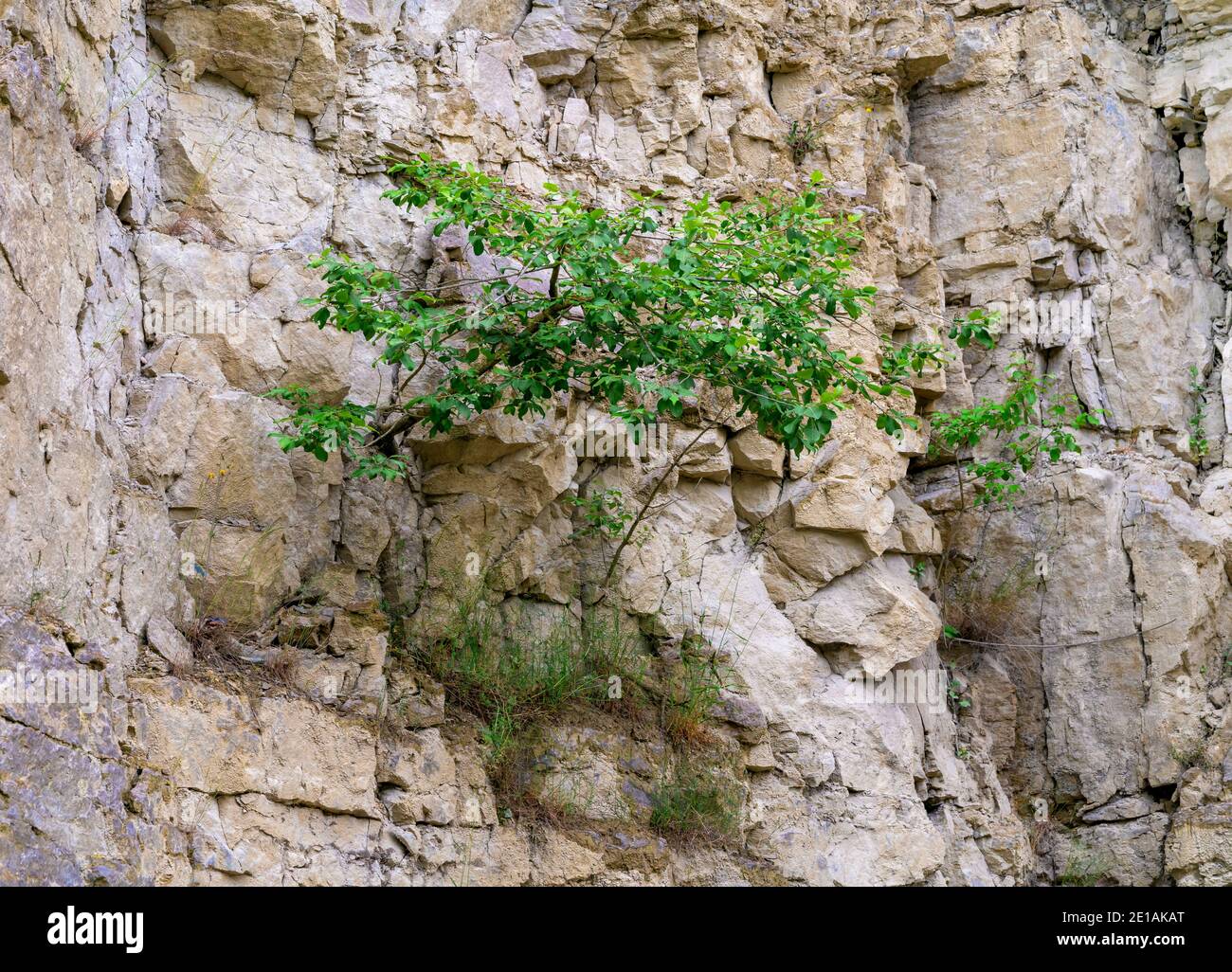 Clinging to a rock hi-res stock photography and images - Alamy
