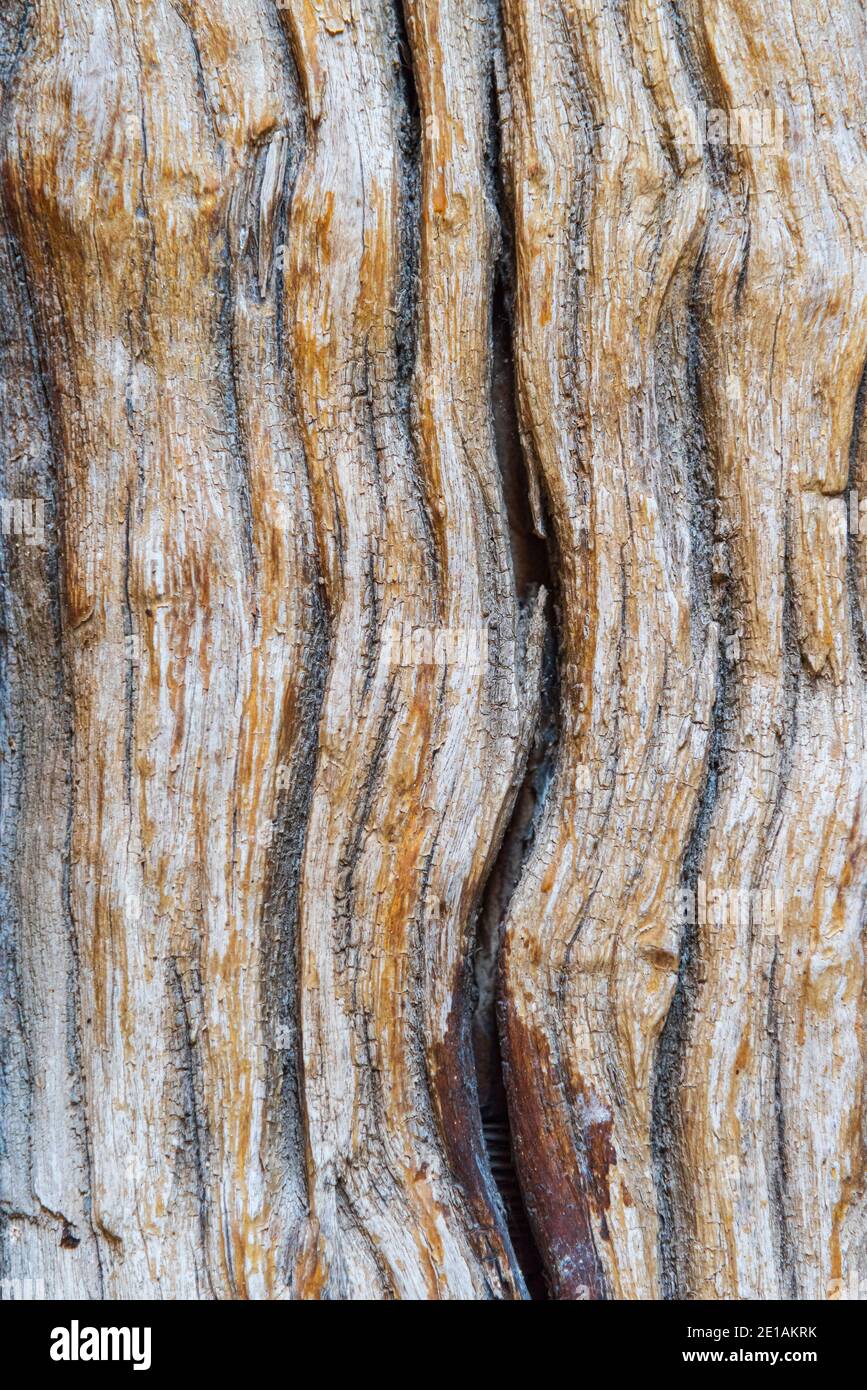 Textured natural wood background with golden highlighted grooves ...