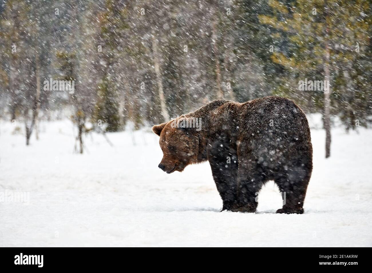 Big brown bear photographed in late winter while walking in snow in the ...