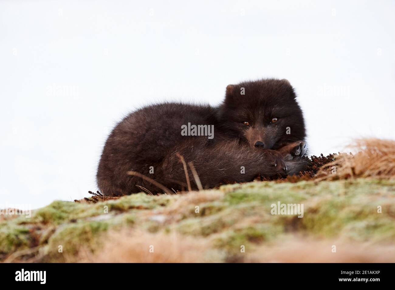 Rare arctic blue fox photographed in Iceland while resting Stock Photo ...