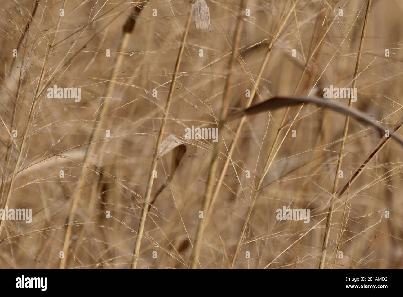 Tall grass in the steppe hi-res stock photography and images - Alamy