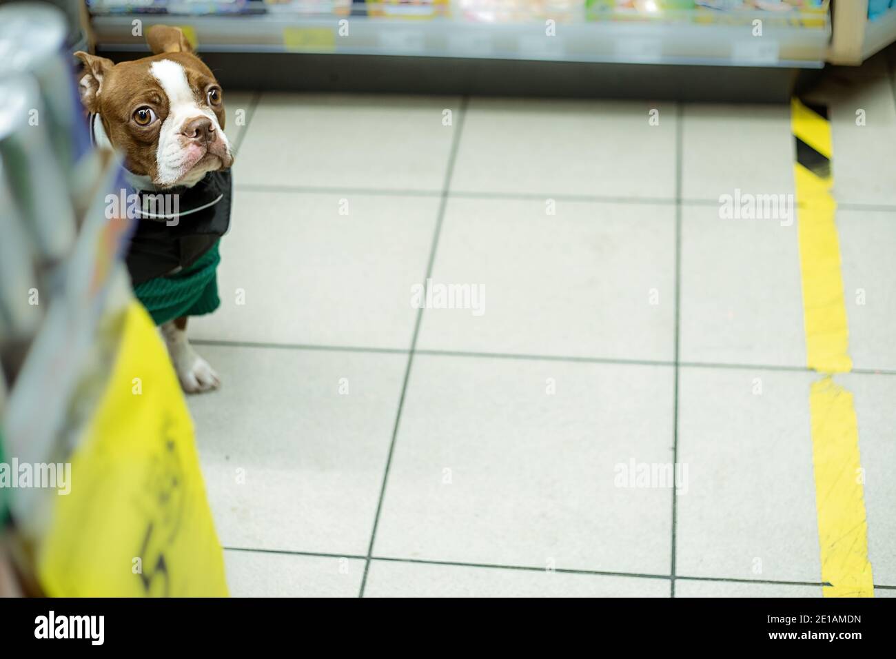 Retail clothing store interior with dog hi-res stock photography and ...