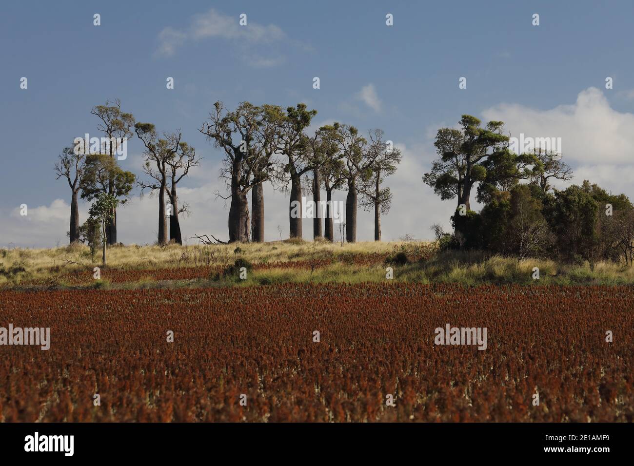 Narrow-leaved bottle tree or Queensland bottle tree (Brachychiton ...
