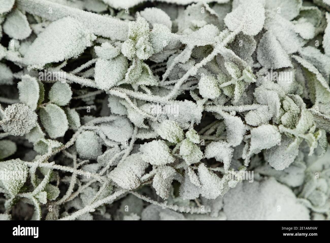 Leaves and grass covered with hoarfrost. Abstract floral background ...