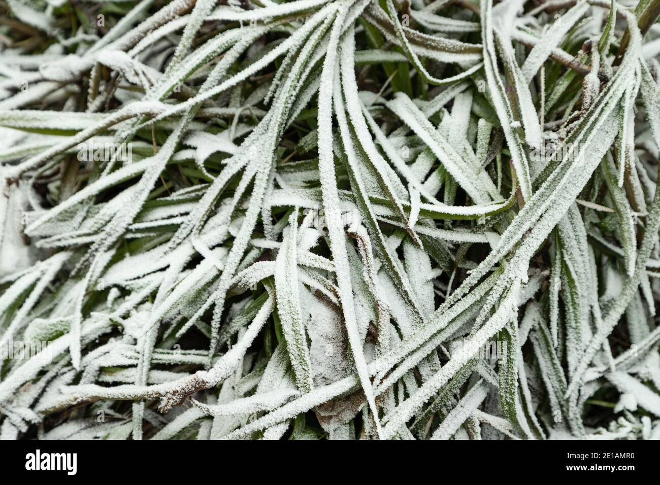 Leaves and grass covered with hoarfrost. Abstract floral background ...