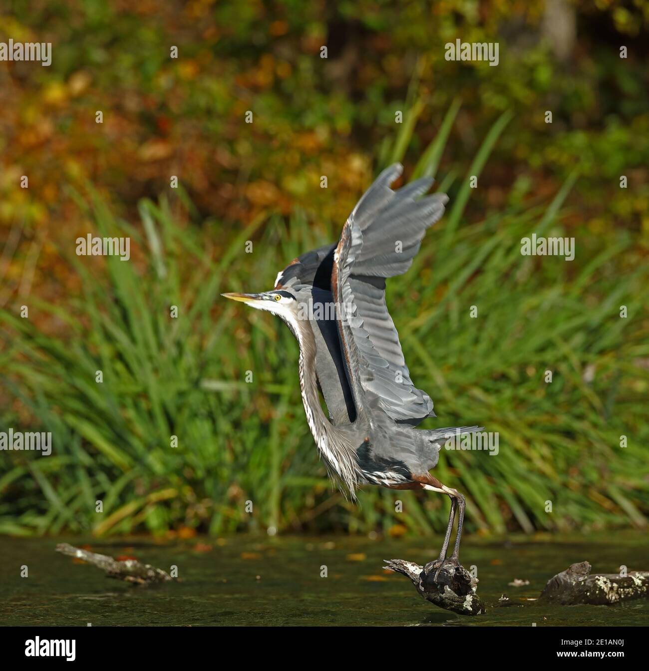 Great blue heron taking off in flight hi-res stock photography and ...