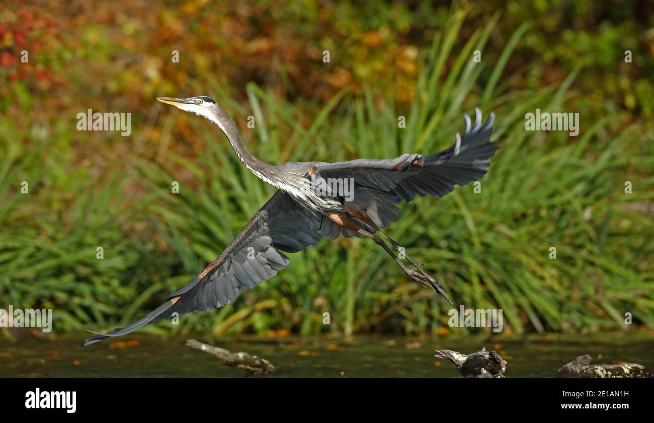 Great blue heron taking off in flight hi-res stock photography and ...