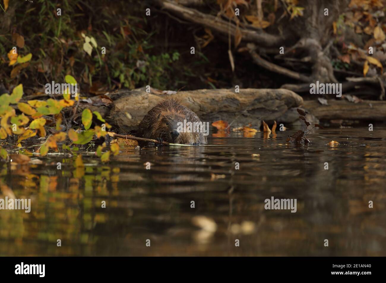 Big beaver dam hi-res stock photography and images - Alamy