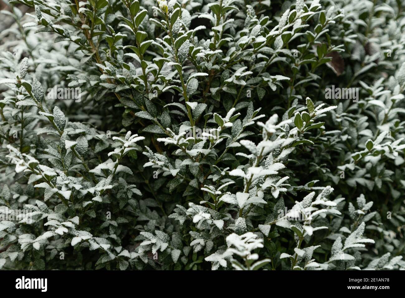 Boxwood branch covered with hoarfrost on blue background, garden and ...