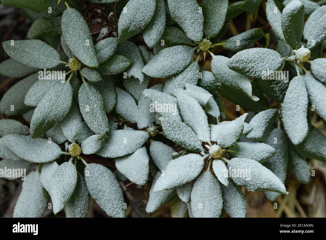 Azalea Tree High Resolution Stock Photography and Images - Alamy