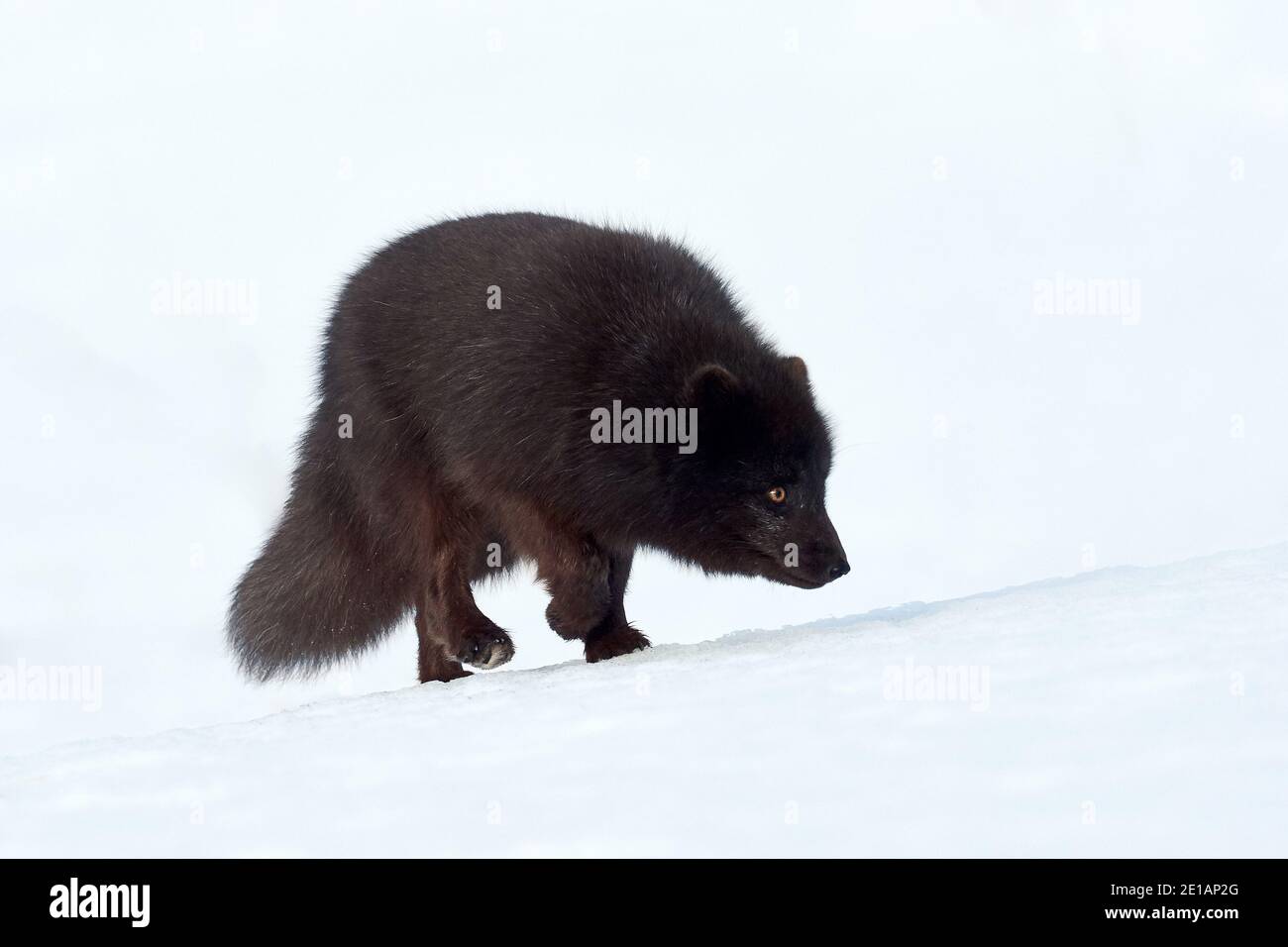 Arctic fox alopex lagopus adult hi-res stock photography and images - Alamy