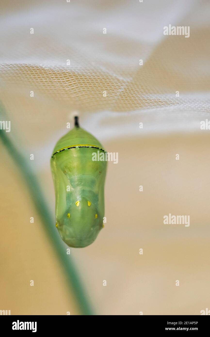 Monarch butterfly, Danaus plexippus, green chrysalis hanging from its ...