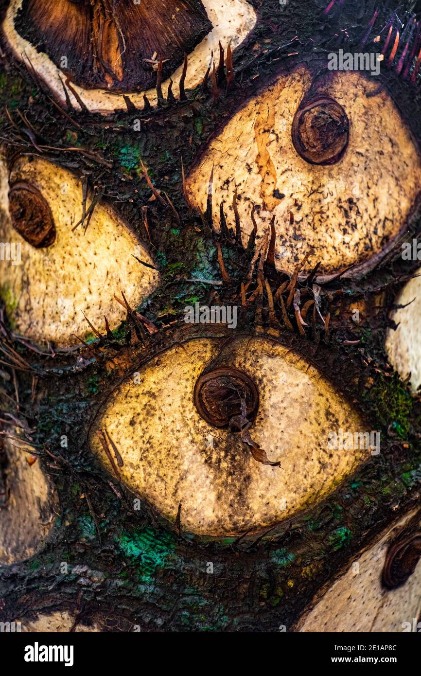 A very strange cortex from an alien tree Stock Photo - Alamy