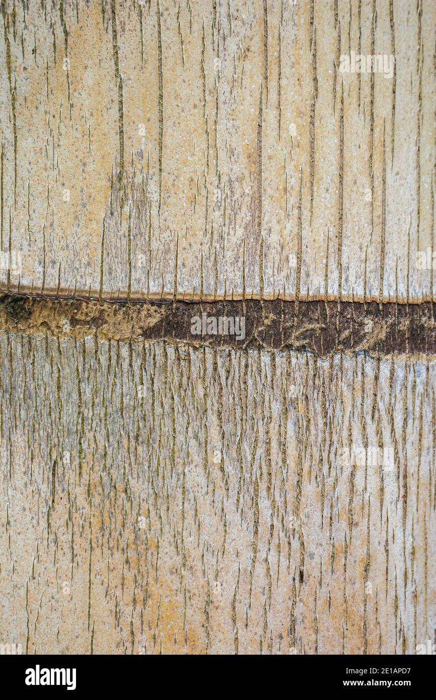 A very detailed closeup of a thick bamboo trunk Stock Photo - Alamy