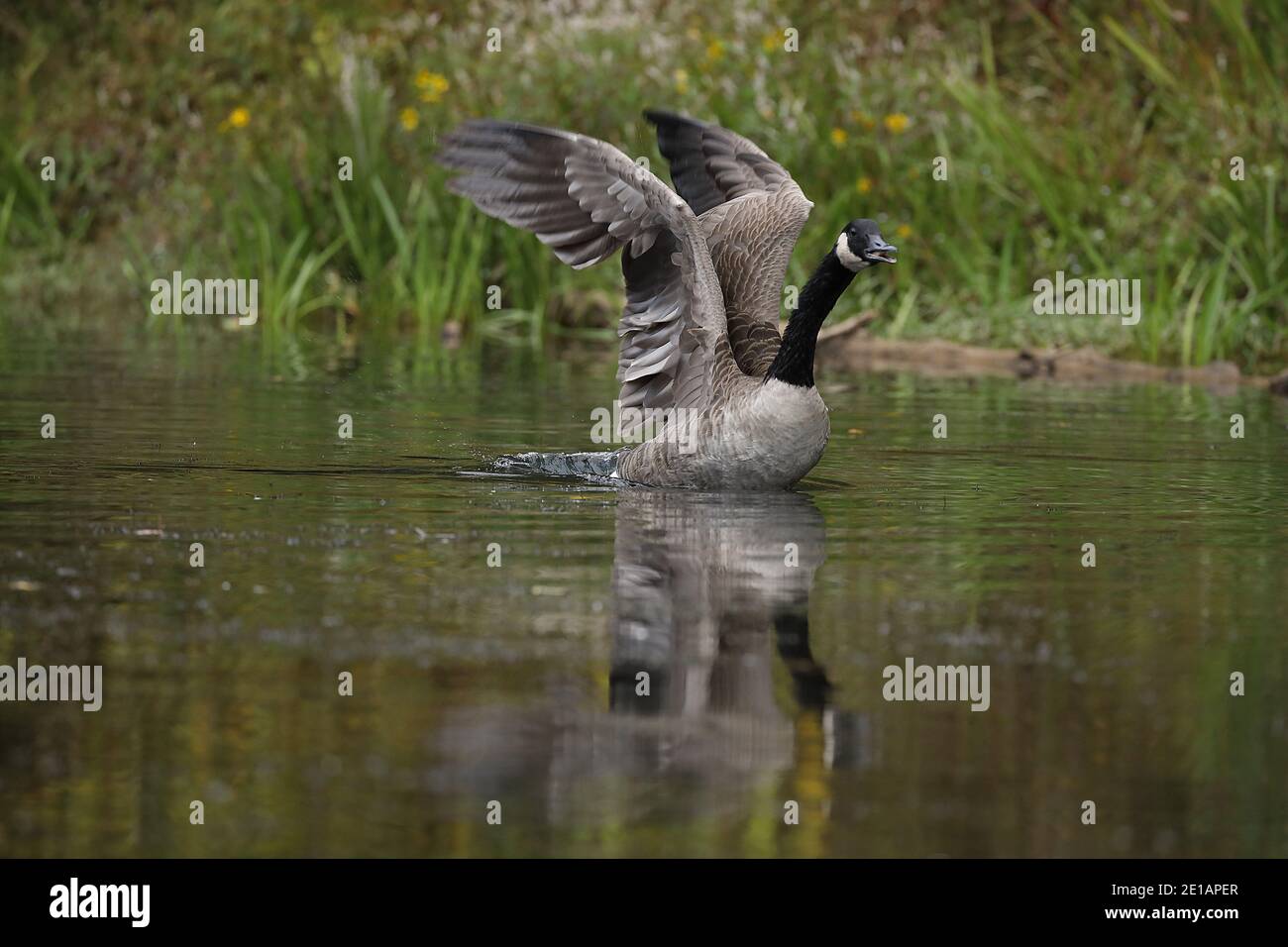 Branta c canadensis hi-res stock photography and images - Alamy