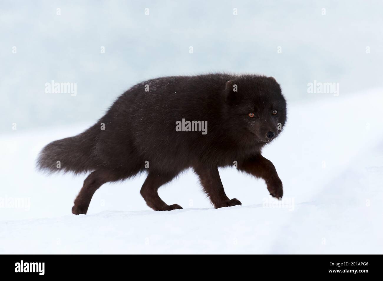 Blue arctic fox hi-res stock photography and images - Alamy