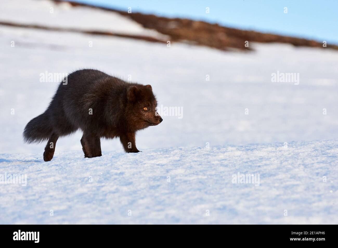 Blue arctic fox hi-res stock photography and images - Alamy