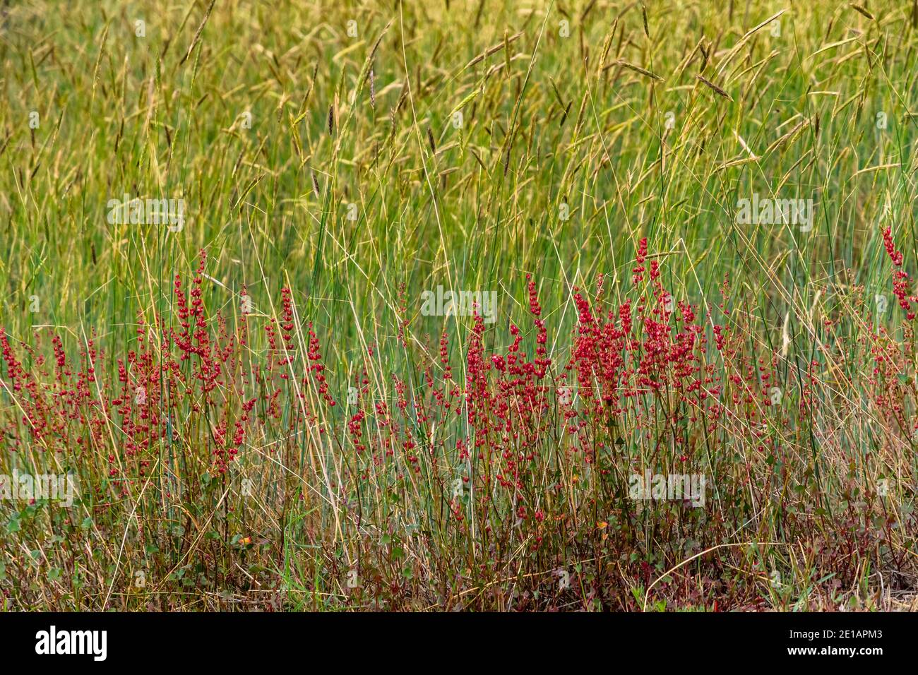 Close-up of typical small red flowers of Etna volcano landscapes Stock ...