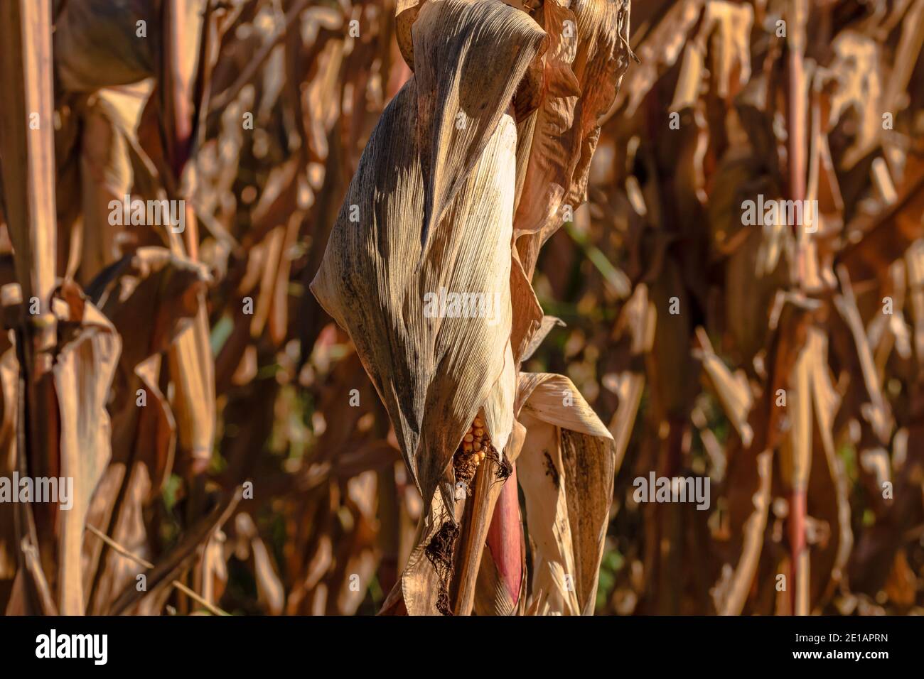 Ripe and dry corn stalks close up. End of season field with golden corn ...