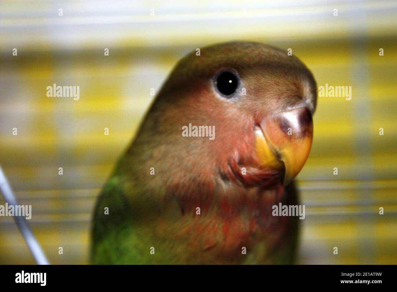 bird head of a parrot bird of the inseparable species parakeet green ...