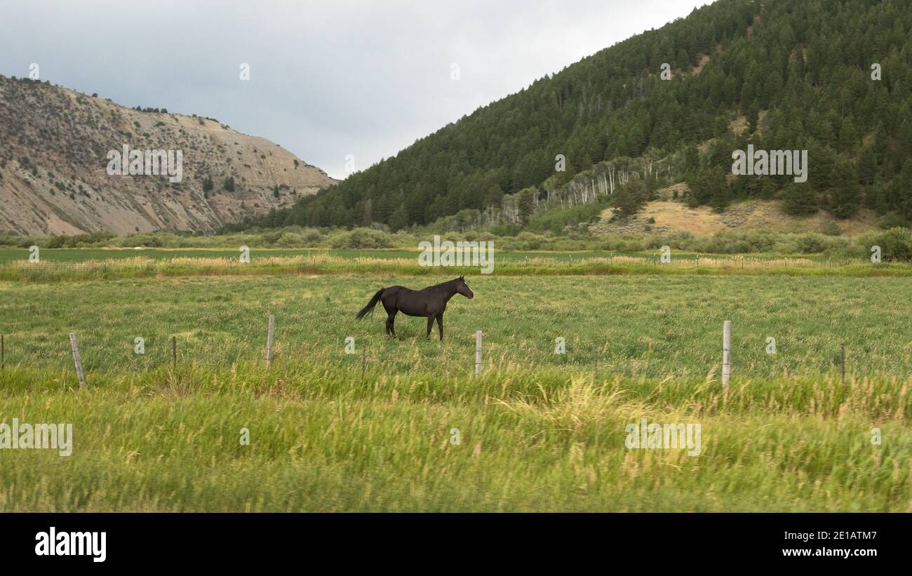 Horse Ranch in Montana Stock Photo - Alamy