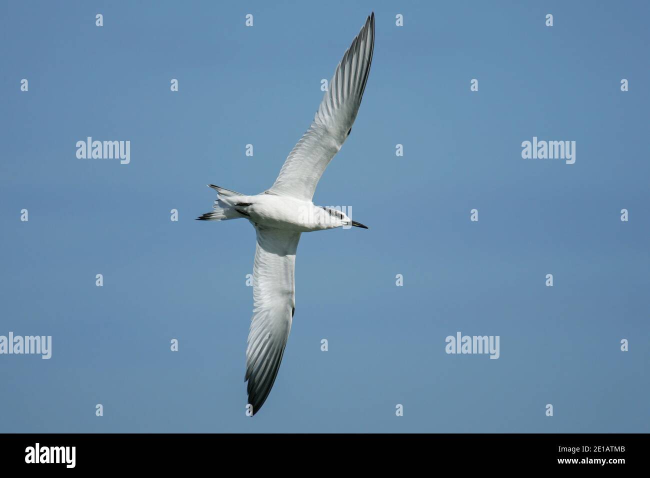 Sandwich Tern (Thalasseus sandvicensis) juvenile in flight, Baltic Sea ...