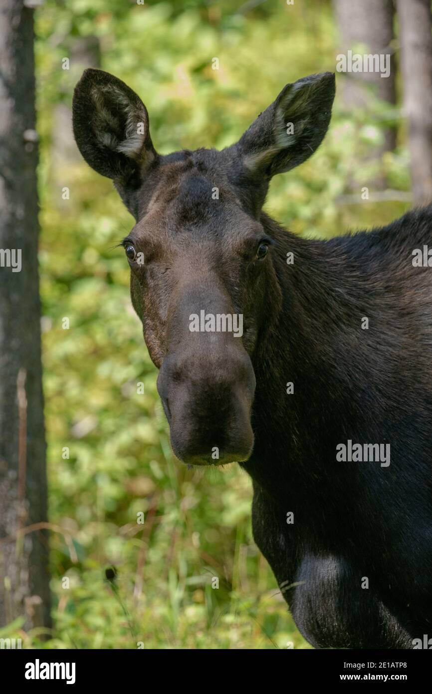 Moose Close Up Stock Photo - Alamy