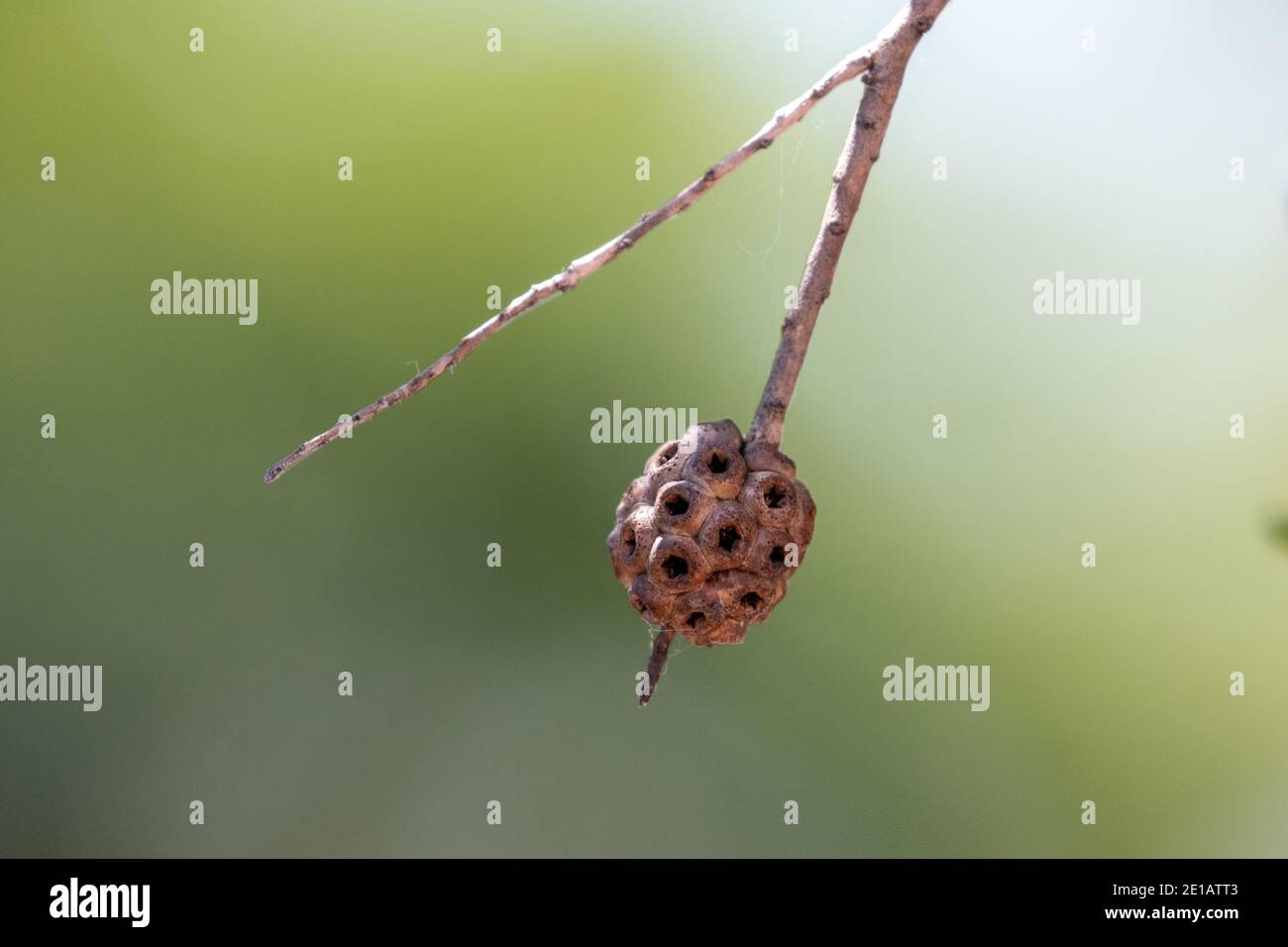 The forest daisy tree hi-res stock photography and images - Alamy