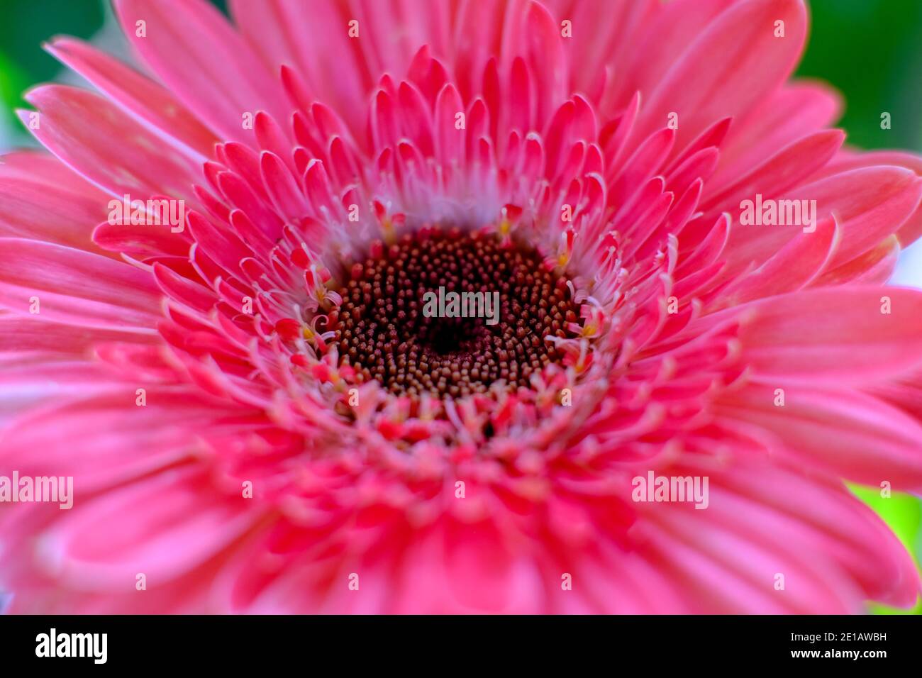 Close up of a pink gerbera flower. High quality photo Stock Photo - Alamy