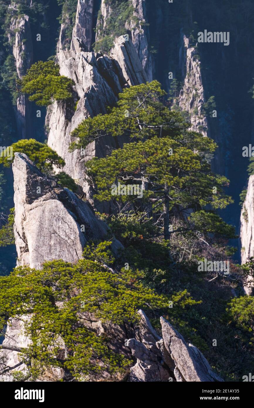 View of the clouds and the pine tree at the mountain peaks of Huangshan ...