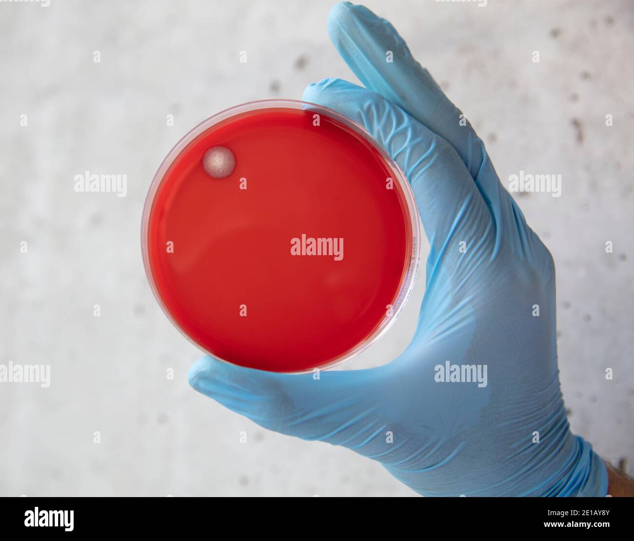 Growing bacteria in agar medium in microbiology lab. Making streak in a ...