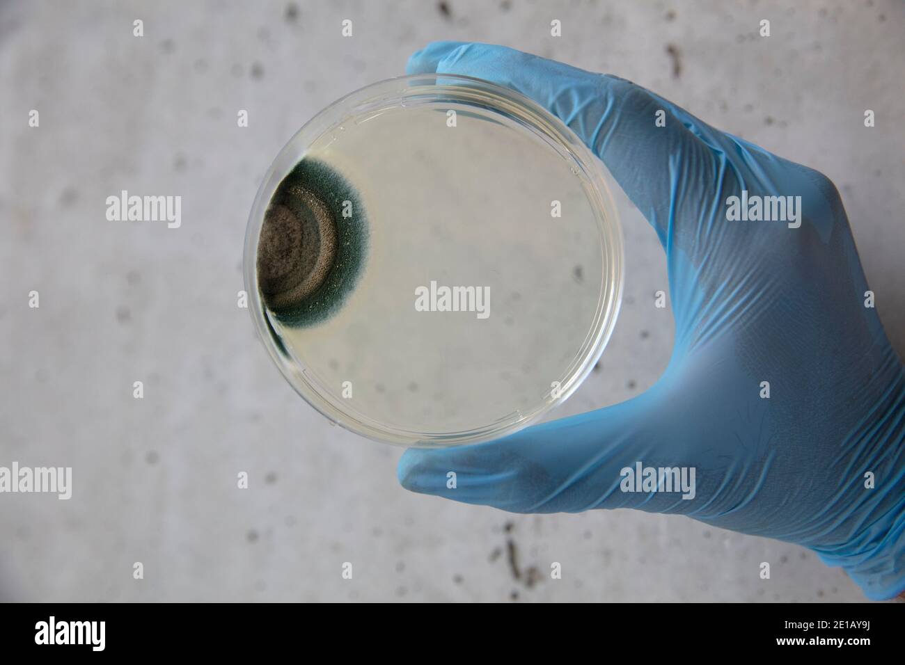 Growing bacteria in agar medium in microbiology lab. Making streak in a ...