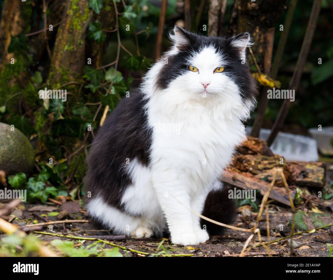 Beautiful long haired cat in the countryside, black and white color ...