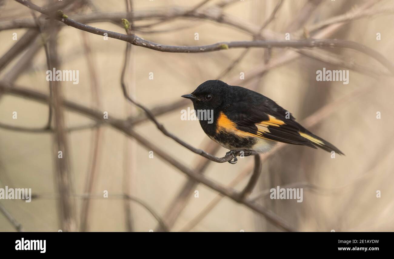 American Redstart (Setophaga ruticilla Stock Photo - Alamy
