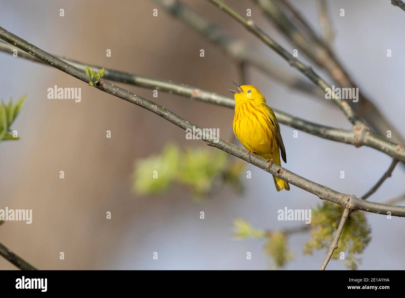 Setophaga petechia hi-res stock photography and images - Alamy