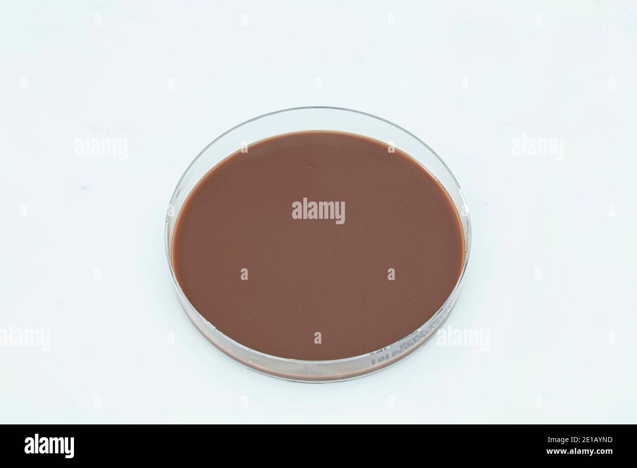 Growing bacteria in agar medium in microbiology lab. Making streak in a ...