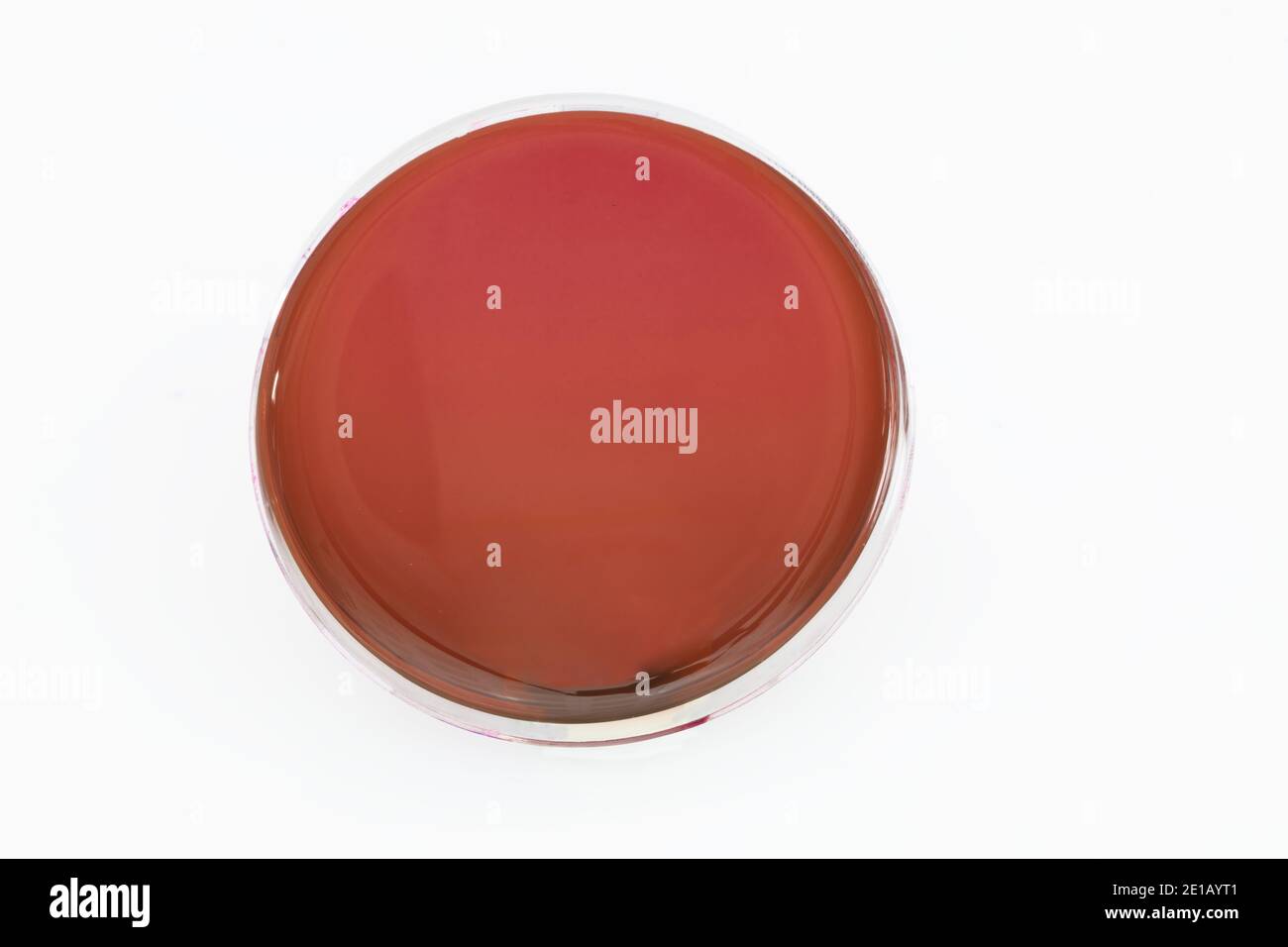Growing bacteria in agar medium in microbiology lab. Making streak in a ...