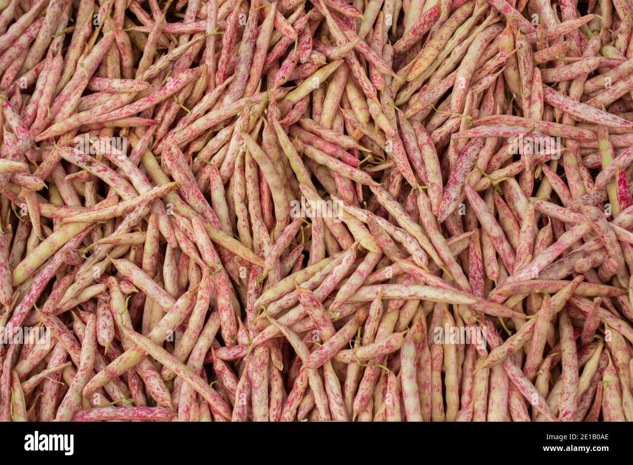 French bean plant in container hi-res stock photography and images - Alamy