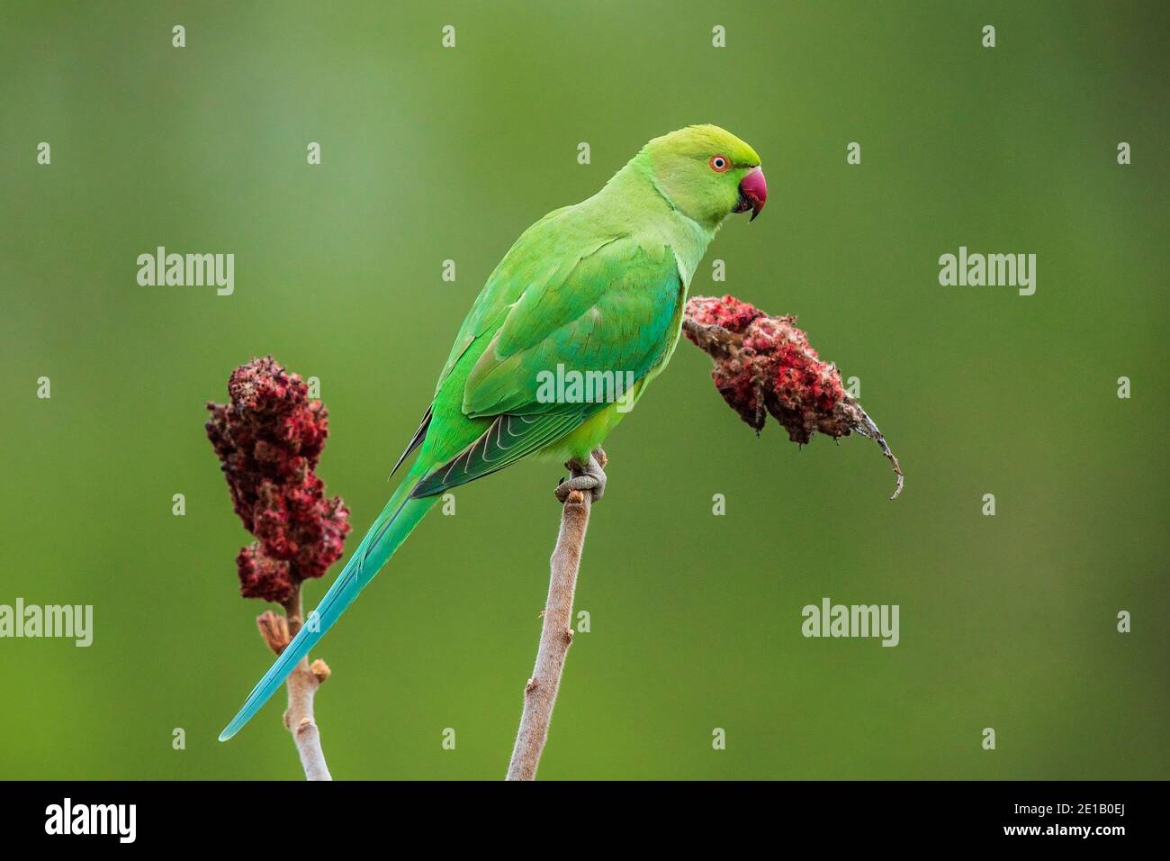 Staghorn sumac bird hi-res stock photography and images - Alamy