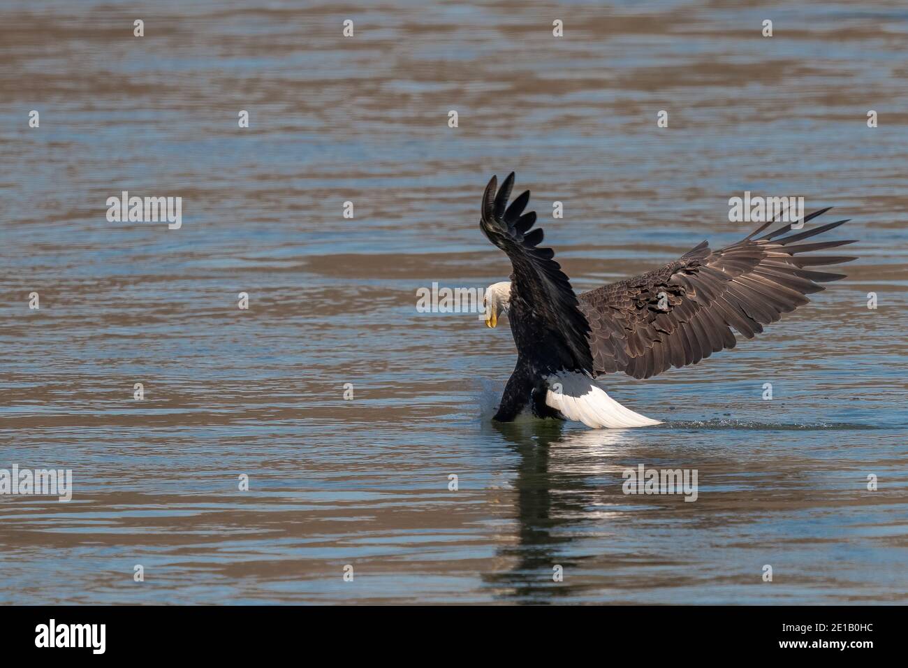 American bald eagle swooping down to grab a fish in conowingo dam Stock ...