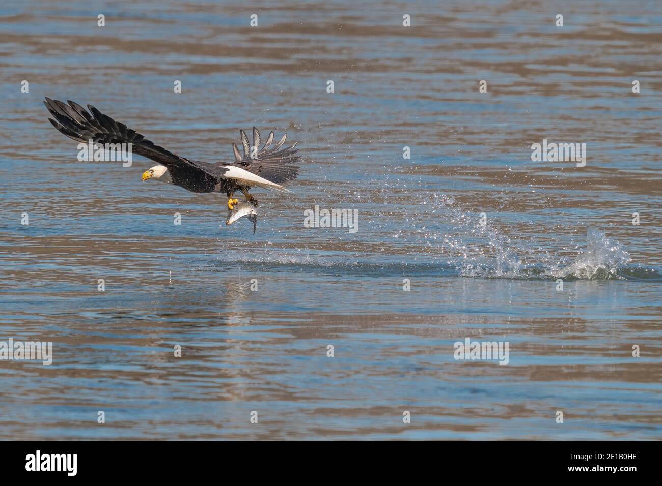 American bald eagle swooping down to grab a fish in conowingo dam Stock ...
