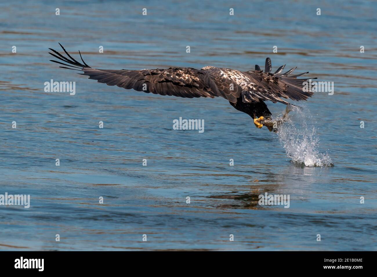 Juvenile bald eagle swooping down to grab a fish in conowingo dam Stock ...