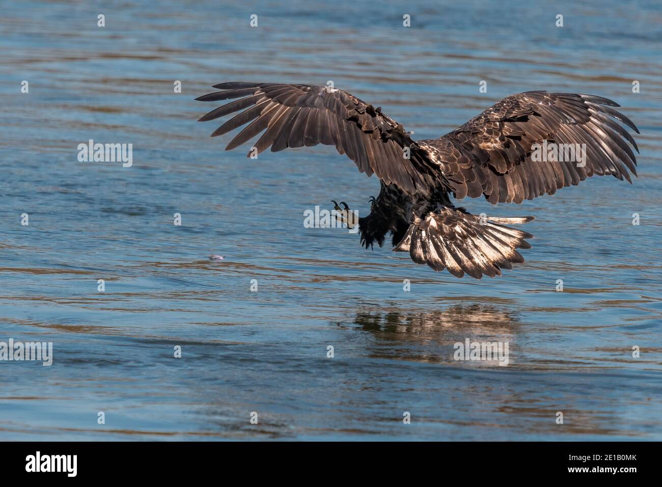 Juvenile bald eagle swooping down to grab a fish in conowingo dam Stock ...